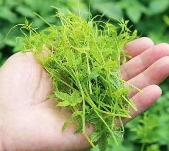 Gynostemma Pentaphyllum Saponin Extract from China manufacturer - Baoji Oasier Bio-Tech Co., Ltd.