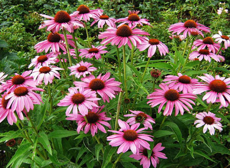 Cichoric acid, a popular plant ingredient in the epidemic Era